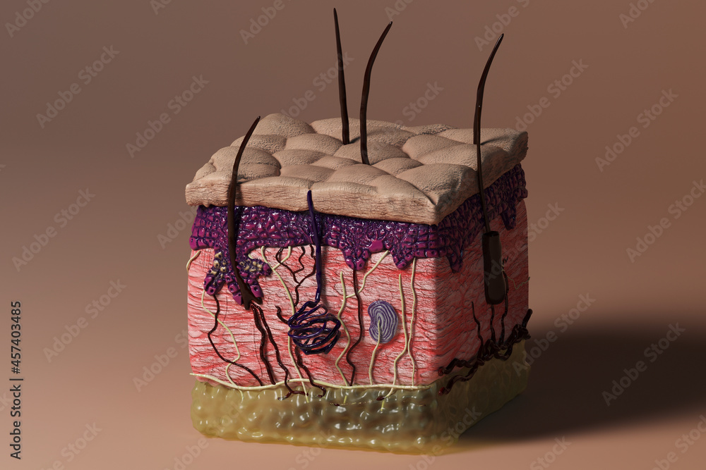 Integumentary system, an image of the skin, epidermis, dermis and ...