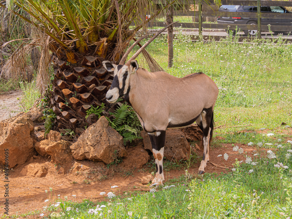 Retrato de un Orix del Cabo, al lado de una palmera, animal grande de ...