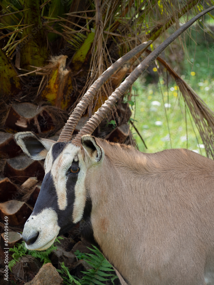 Retrato primer plano de un Orix del Cabo, animal grande de cuatro patas ...