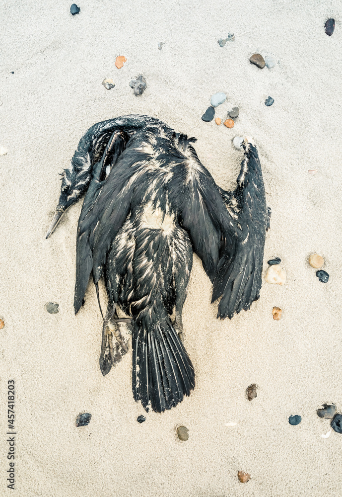 Dead Raven In Beautiful Shape on the Beach in Denmark Stock Photo ...