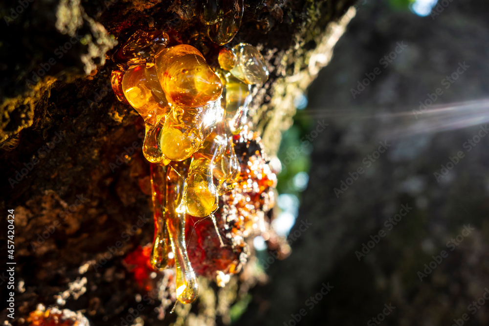 Beautiful sticky yellow and transparent sap tree accumulated on the ...
