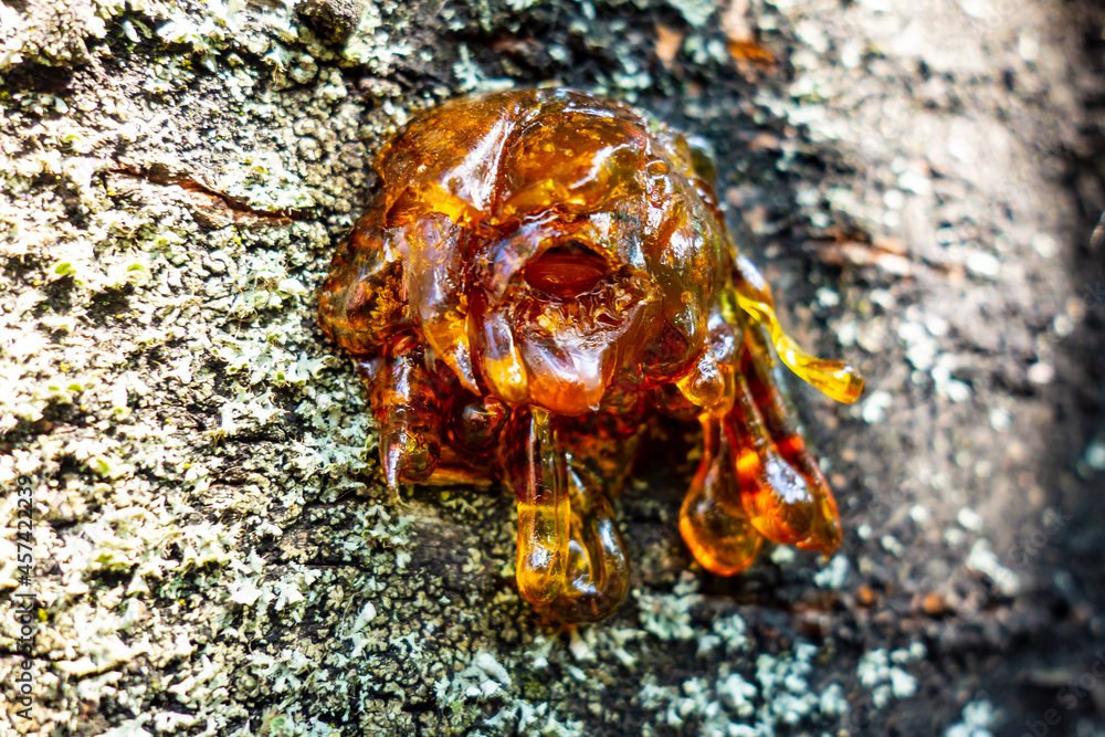 Beautiful sticky yellow and transparent sap tree accumulated on the ...