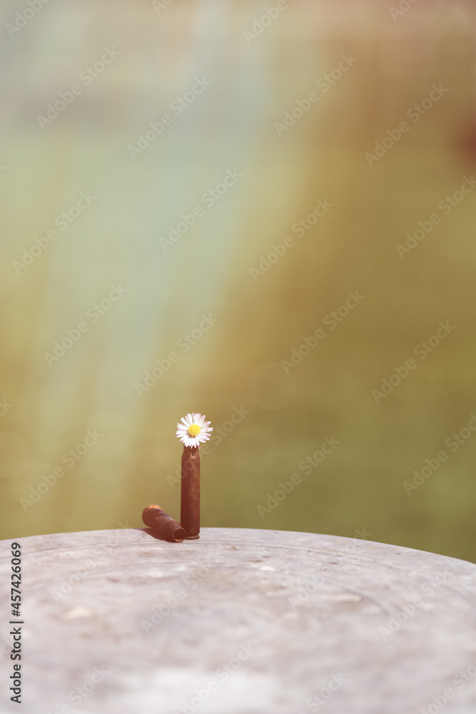 Shotgun Shell And Bullet With Common Daisy Flower Inside On Metal Table ...