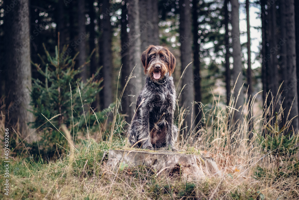Beautiful Bitch Rough-coated Bohemian Pointer Sitting On A Stump ...