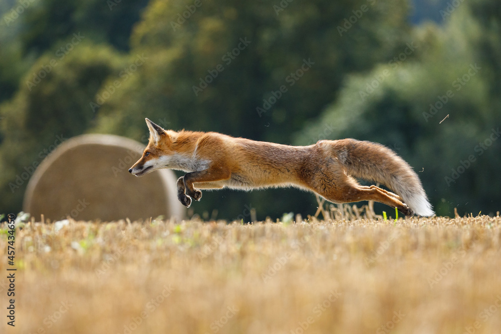 Fox jump. Red fox, Vulpes vulpes, hunting voles on stubble. Fox running ...