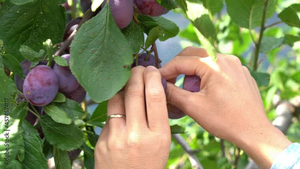 Female hands picking ripe juicy sweet plums from tree in beautiful ...