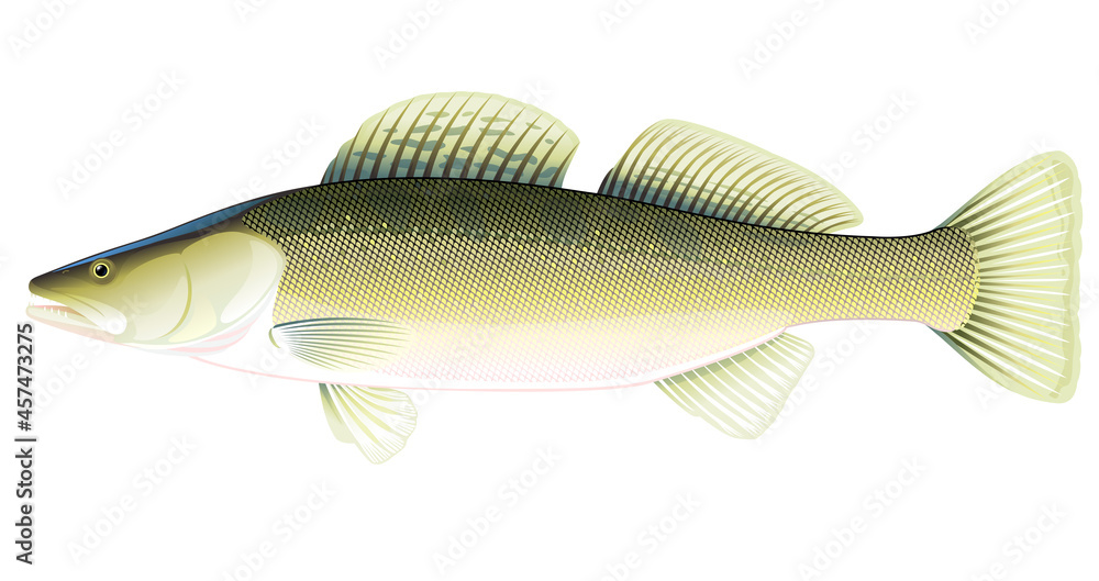 Realistic zander fish isolated illustration, one freshwater fish on ...