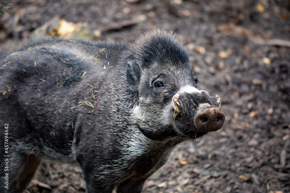Big adult boar of Visayan warty pig (Sus cebifrons) is a critically ...