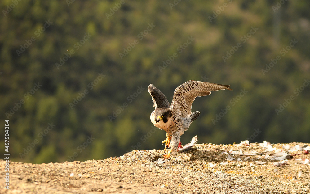 Halcon peregrino con presa sobre las rocas Stock Photo | Adobe Stock