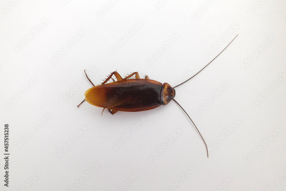 Dead cockroach on white background. Periplaneta americana. Dorsal view ...