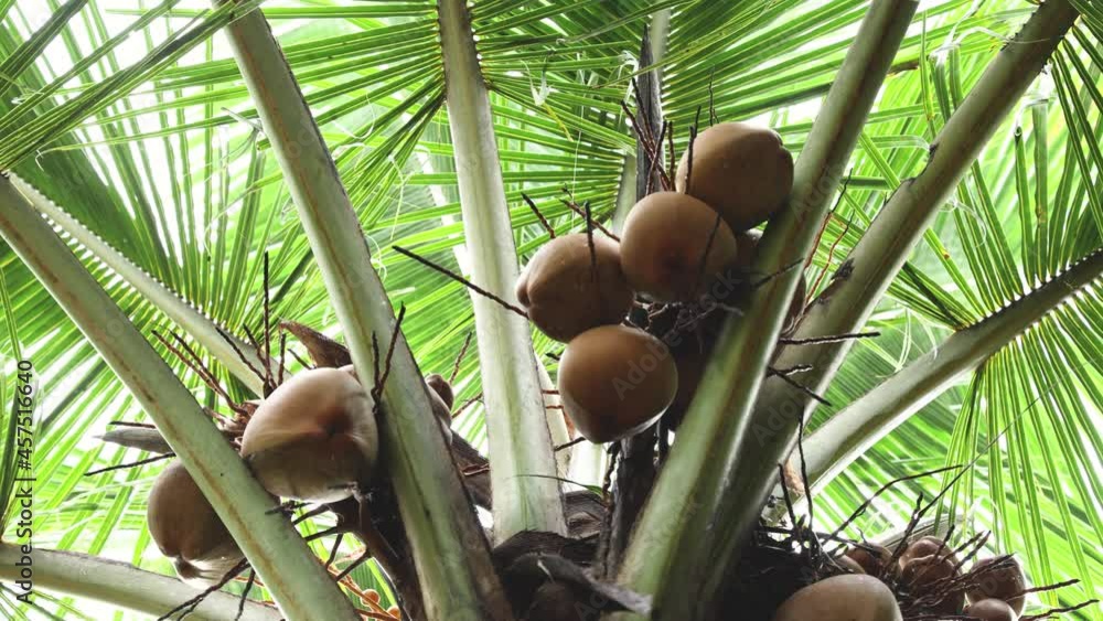Bunch many fresh raw organic orange king whole coconuts on coconut tree ...