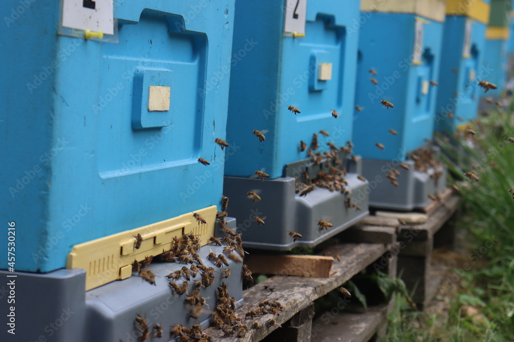 bees fly in the apiary at the end of August. Honey bees collect pollen ...