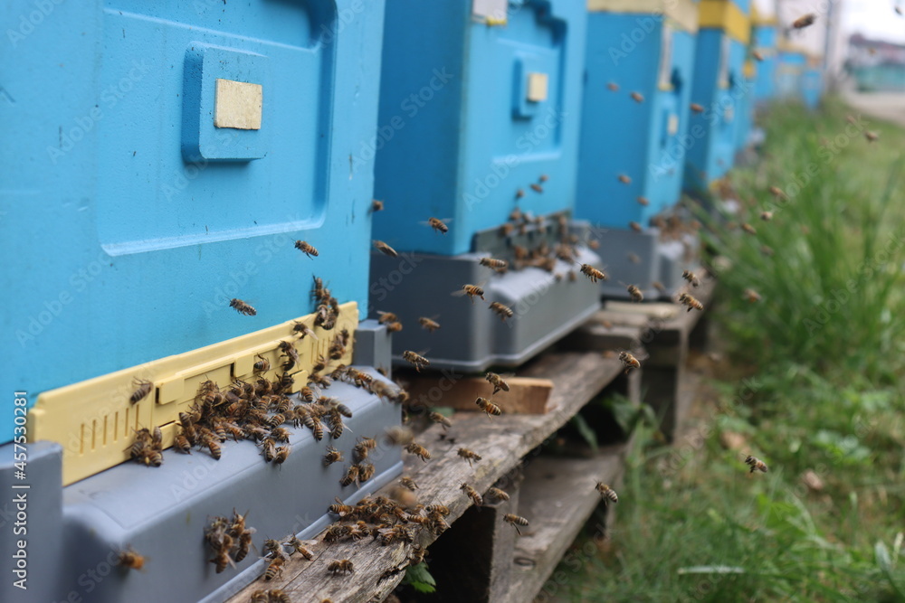 bees fly in the apiary at the end of August. Honey bees collect pollen ...