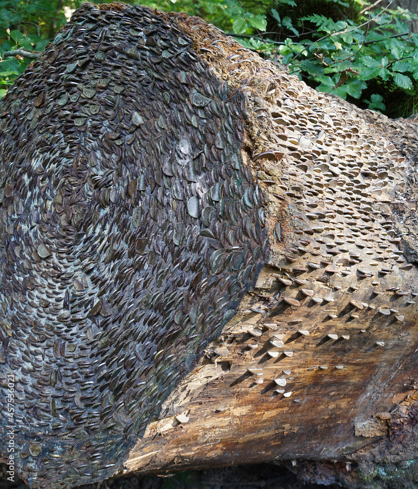 A 'Coin Stump' at the Hermitage (woodland walking area) located near ...