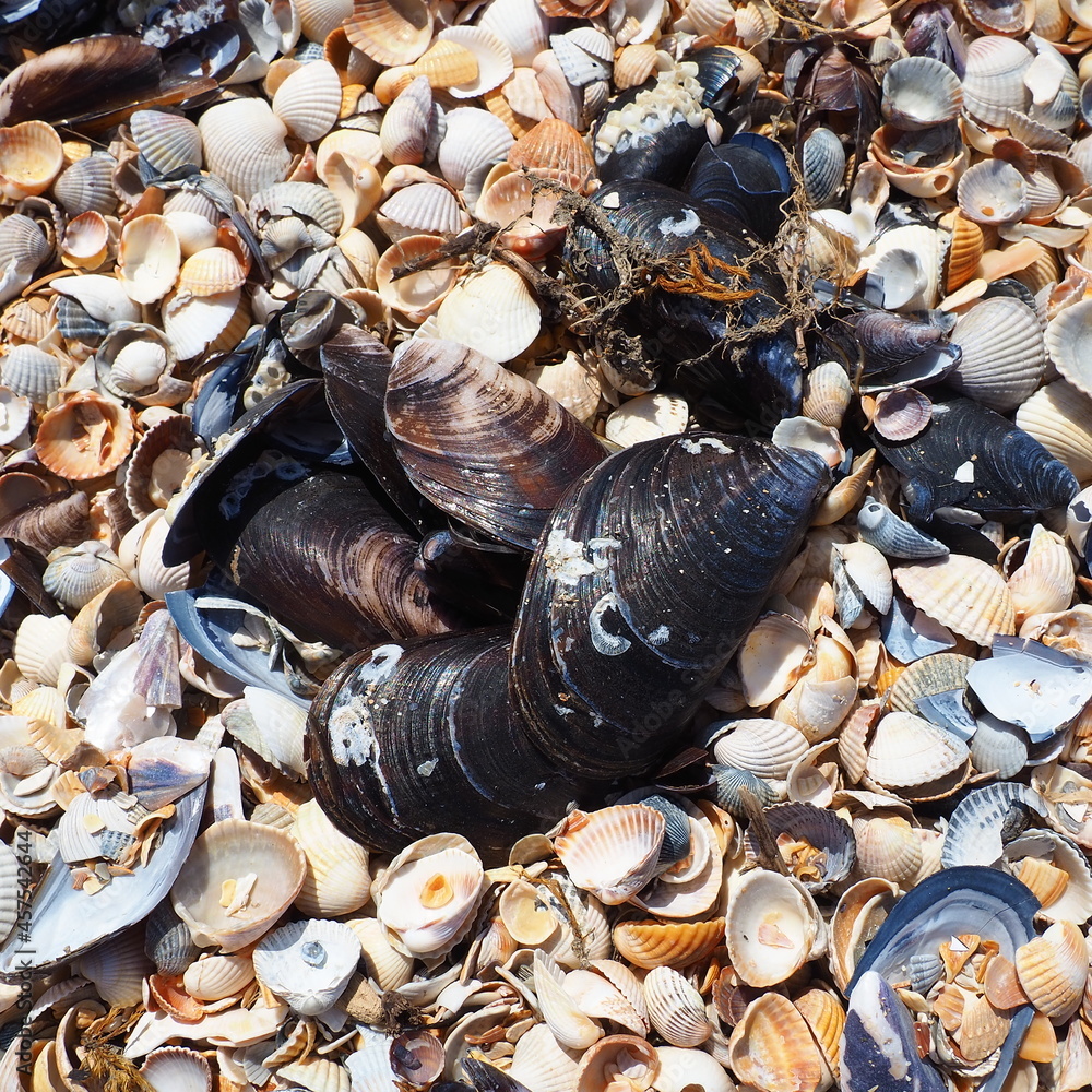 Shells from gastropods of bivalve molluscs. The Azov and Black seas ...