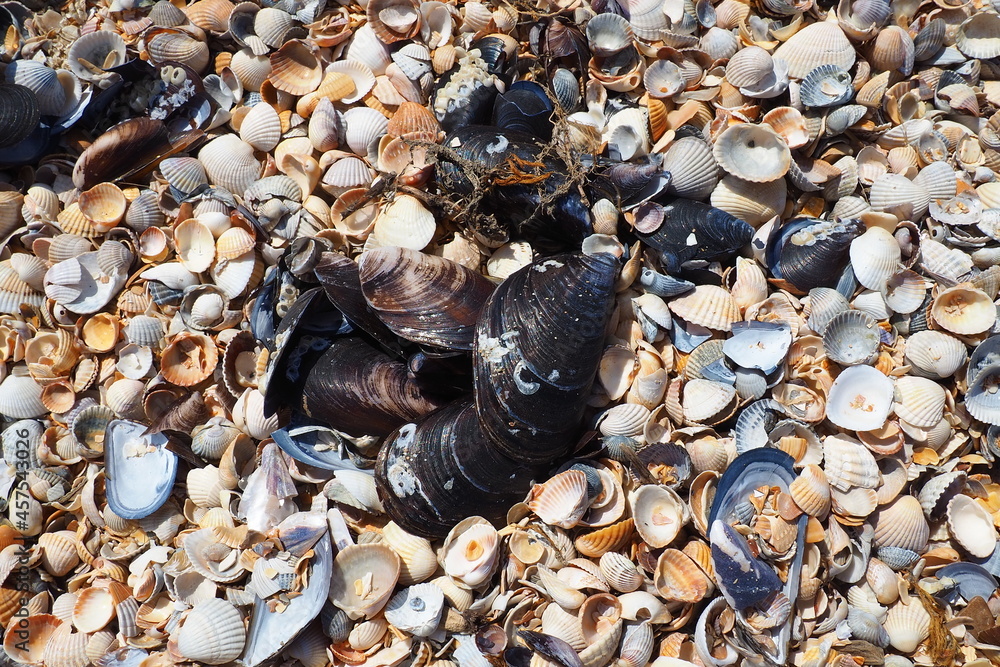 Shells from gastropods of bivalve molluscs. The Azov and Black seas ...