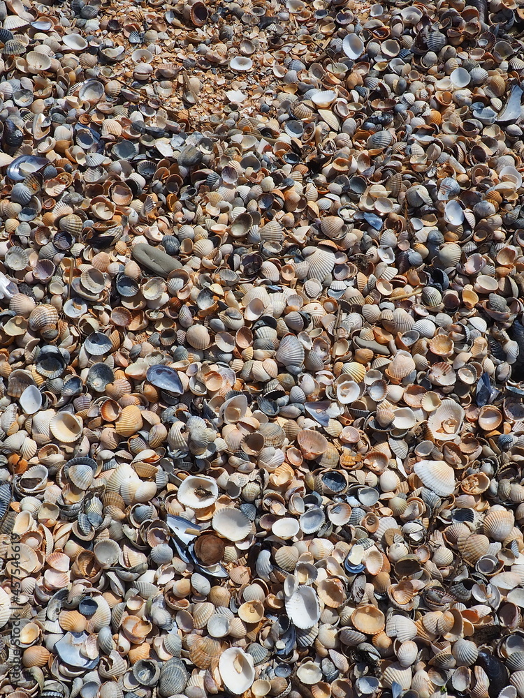 Shells from gastropods of bivalve molluscs living in the Azov and Black ...