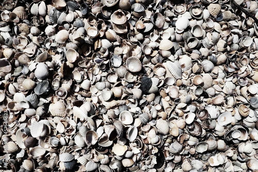 Shells from gastropods of bivalve molluscs living in the Azov and Black ...