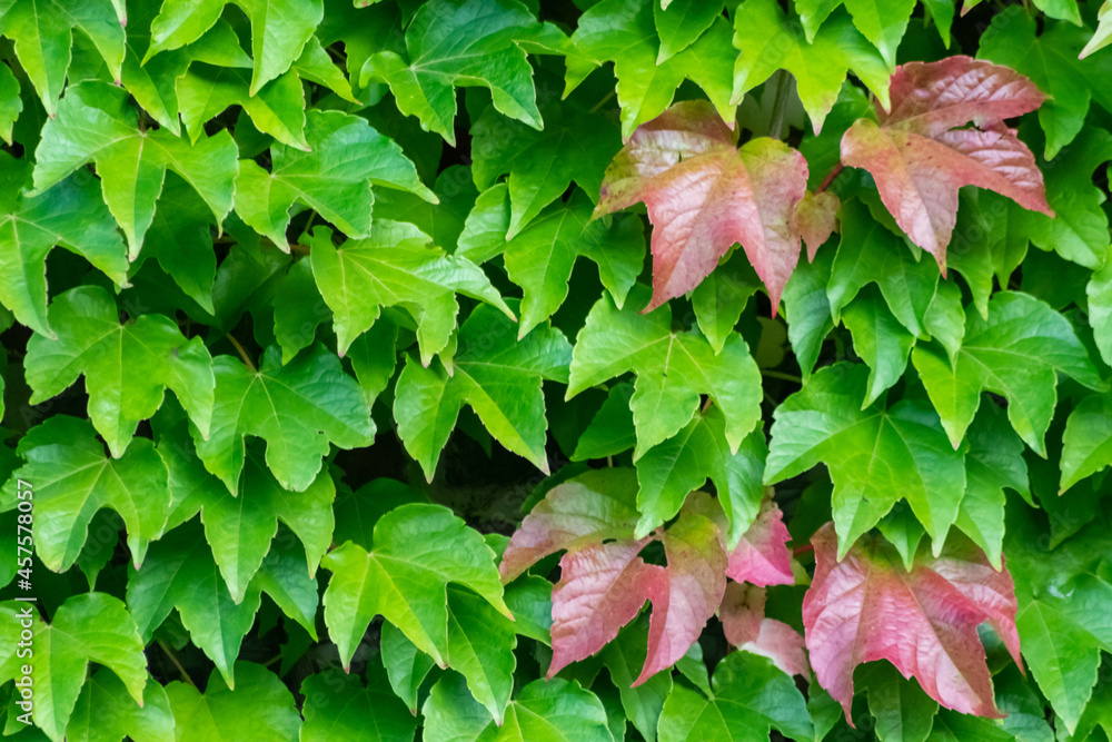 Many green leaves of wild wine climbing plant shows fresh air and ...