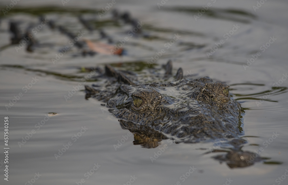 Creepy crocodile swimming in the water Stock Photo | Adobe Stock