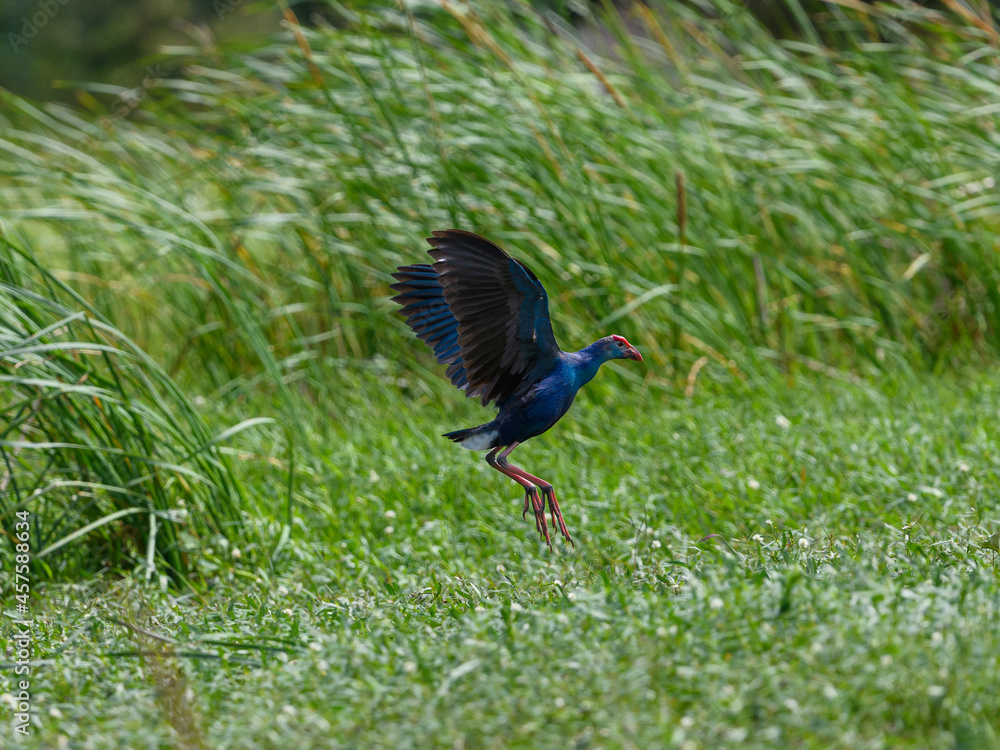 purple moore Hen. This chicken-sized bird, with its large feet, bright ...