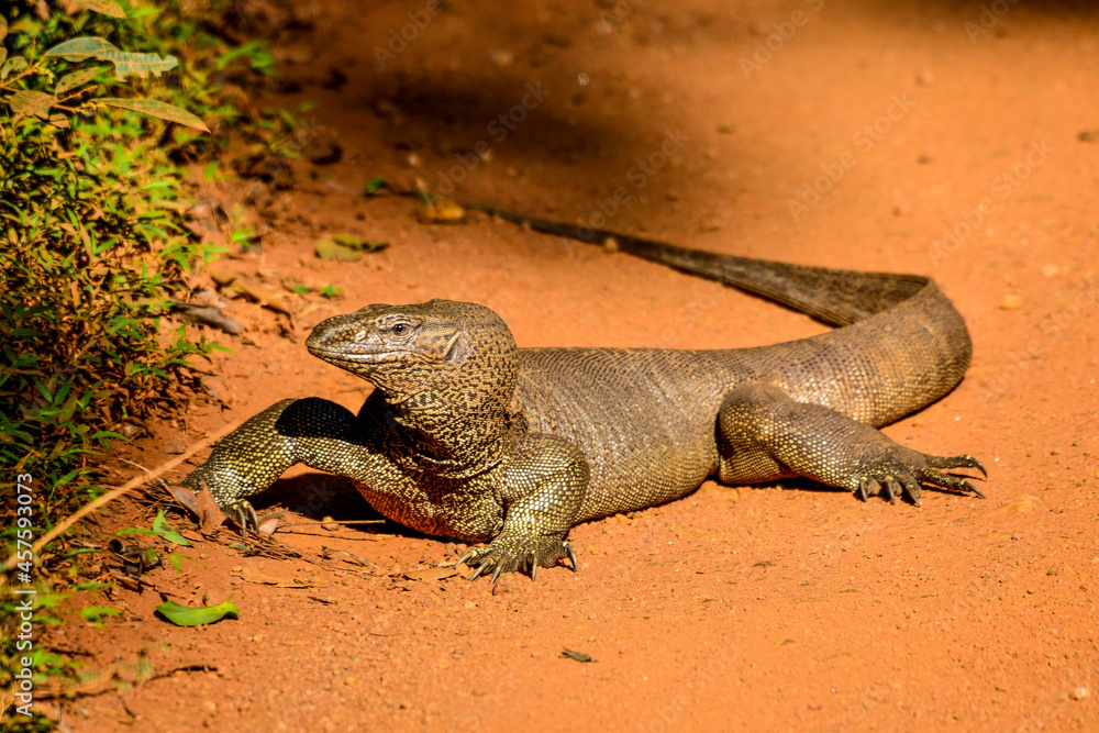 Monitor lizard in savanah in Sri lanka island Stock Photo | Adobe Stock