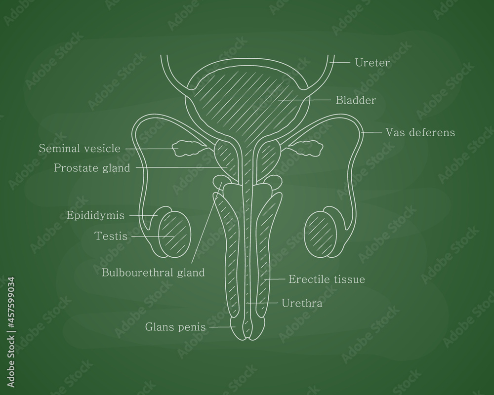 Male Human Reproductive System On A Green School Board Anatomically Correct Male Reproductive