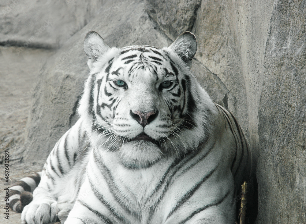 Foto de White Bengal tiger, Amur tiger albino, Bengal tiger albino. A ...