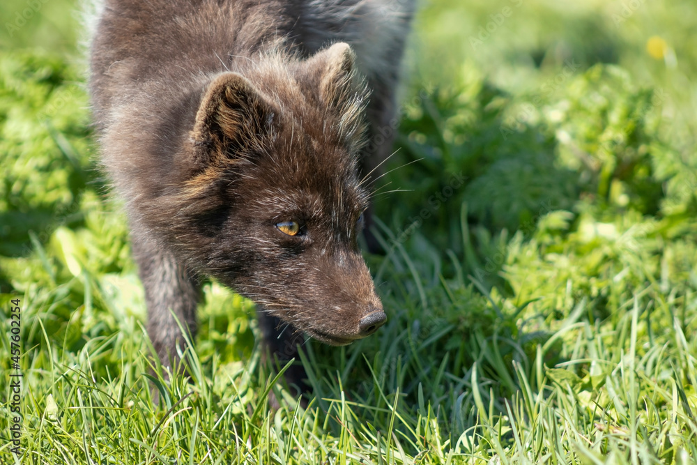 Arctic fox at Hornstrandir Nature Reserve, Westfjords, Iceland. Molting ...
