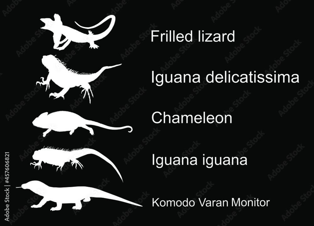 Lizards reptile set symbols. Frilled lizard symbol. Pet iguana ...