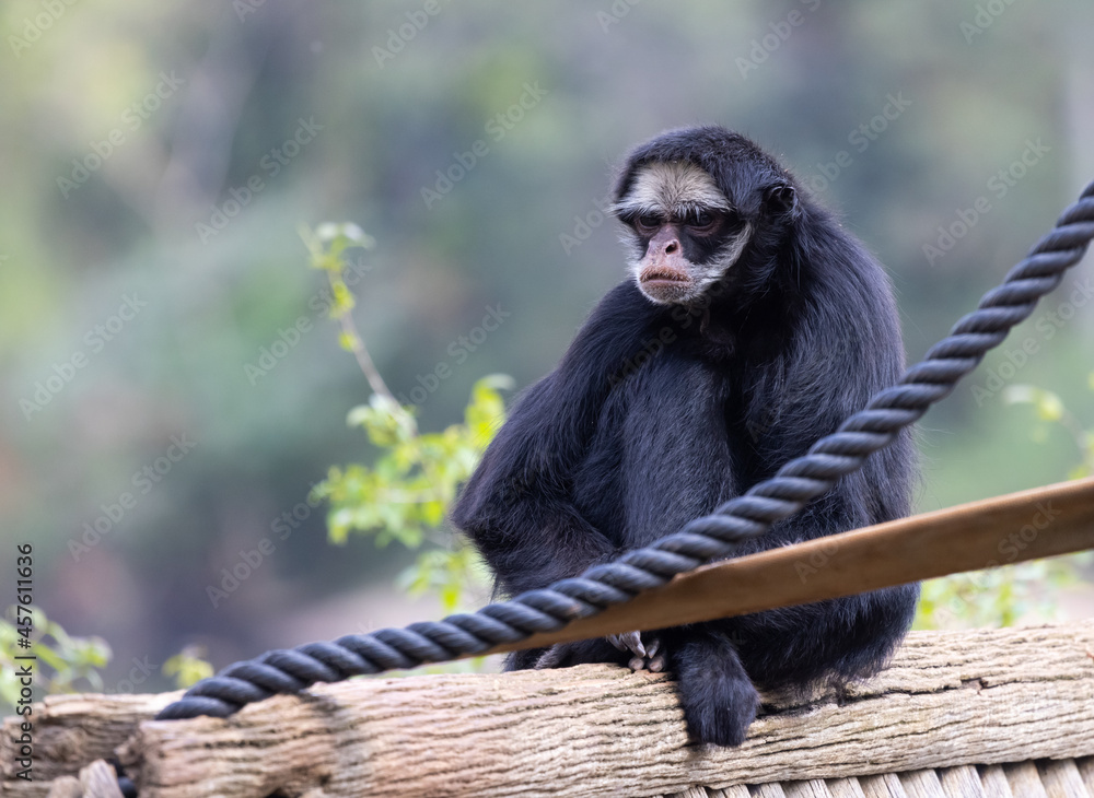 Foto de Macaco em seu habitat dentro do zoológico do Stock | Adobe Stock