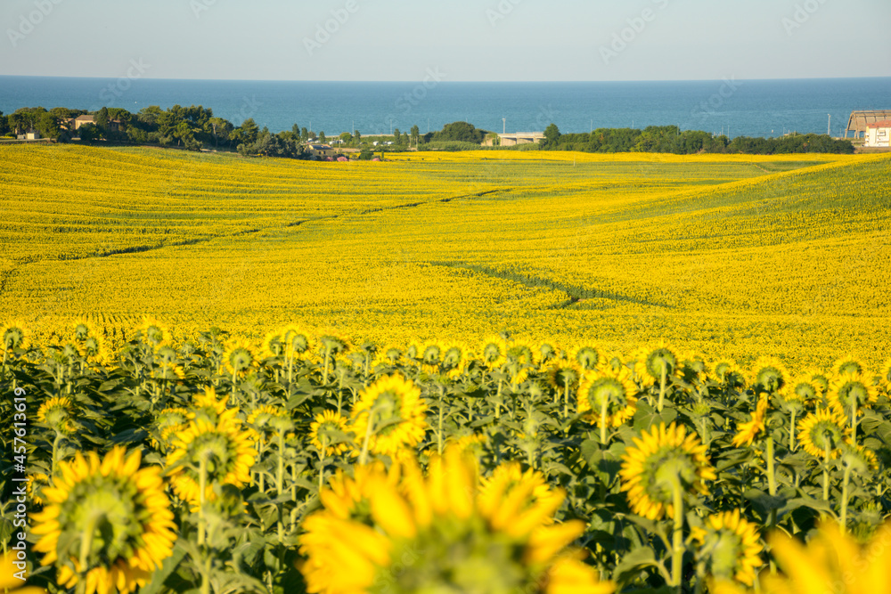 Campos grandes de sembradíos de flor de girasol en día soleado con el ...