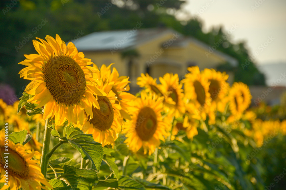 Campos grandes de sembradíos de flor de girasol en día soleado con casa ...