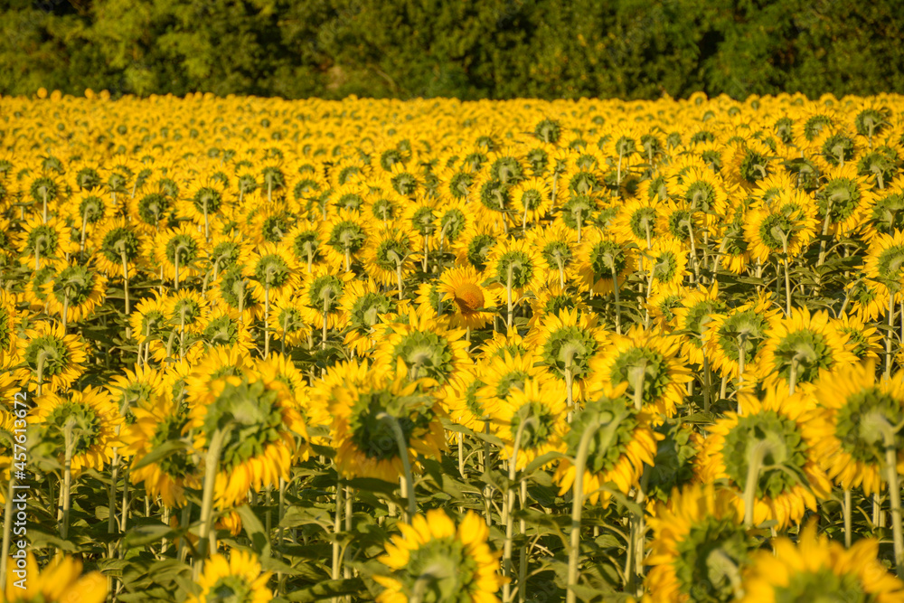 Campos grandes de sembradíos de flor de girasol en día soleado 스톡 사진 ...