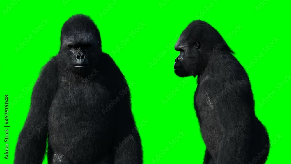 Funny gorilla. Realistic fur. Green screen animation. vídeo do Stock ...