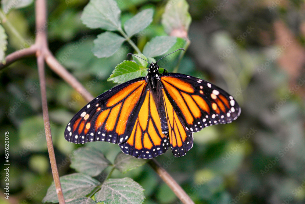 Foto de Mariposa falsa monarca que usa los colores similares a la ...