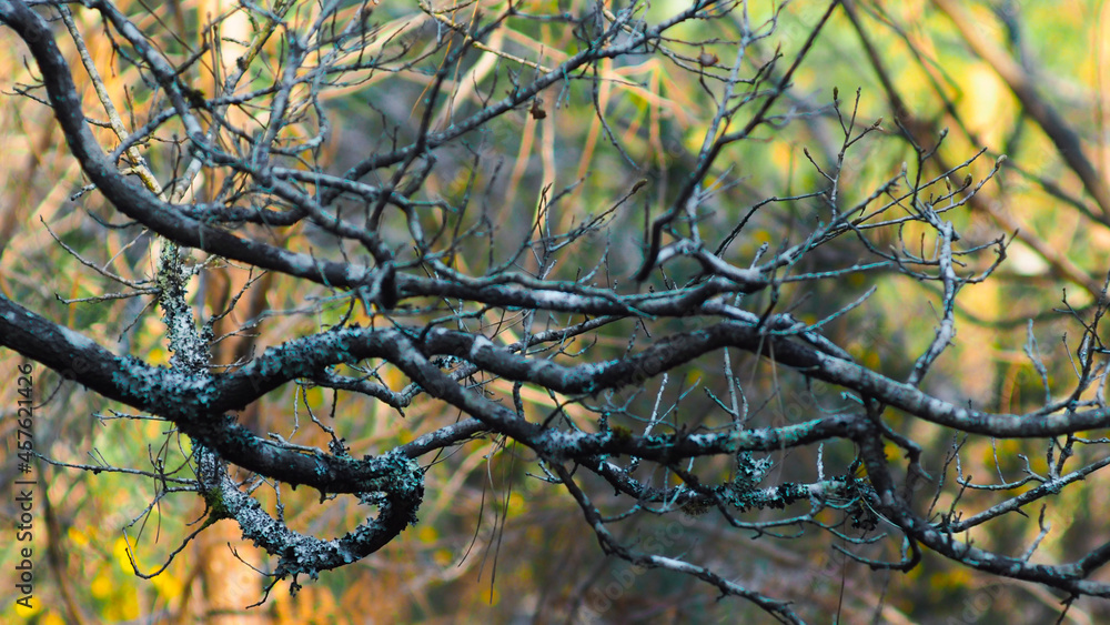 Entrelacements de grosses branches d'arbres, dans la forêt des Landes ...