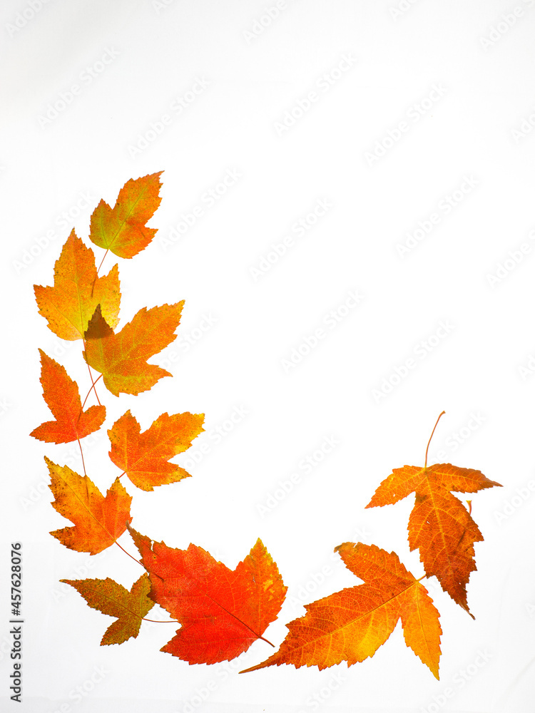 not closed oval circle Border Frame of colored autumn maple leaves ...