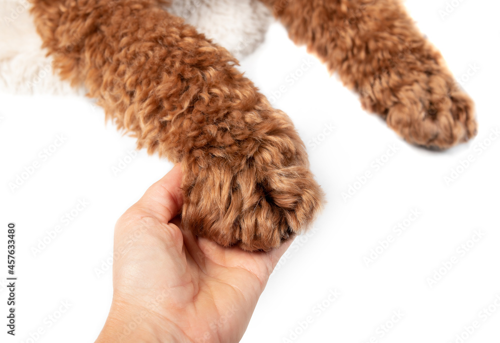 Female hand holding a dog paw, top view. Cute fluffy curly Labradoodle ...