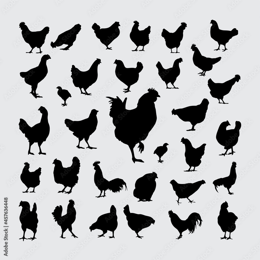 Chicken Silhouette. A set of Chicken silhouettes Stock Vector | Adobe Stock