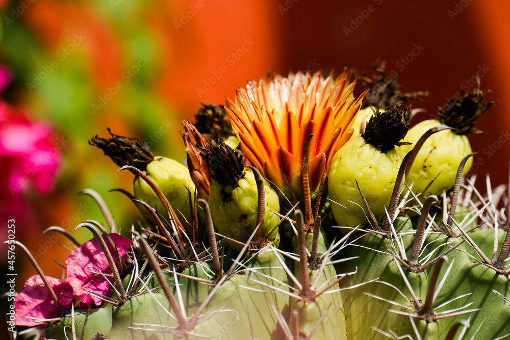 Cactus and pitayas from the land of Sinaloa in northwestern Mexico El ...