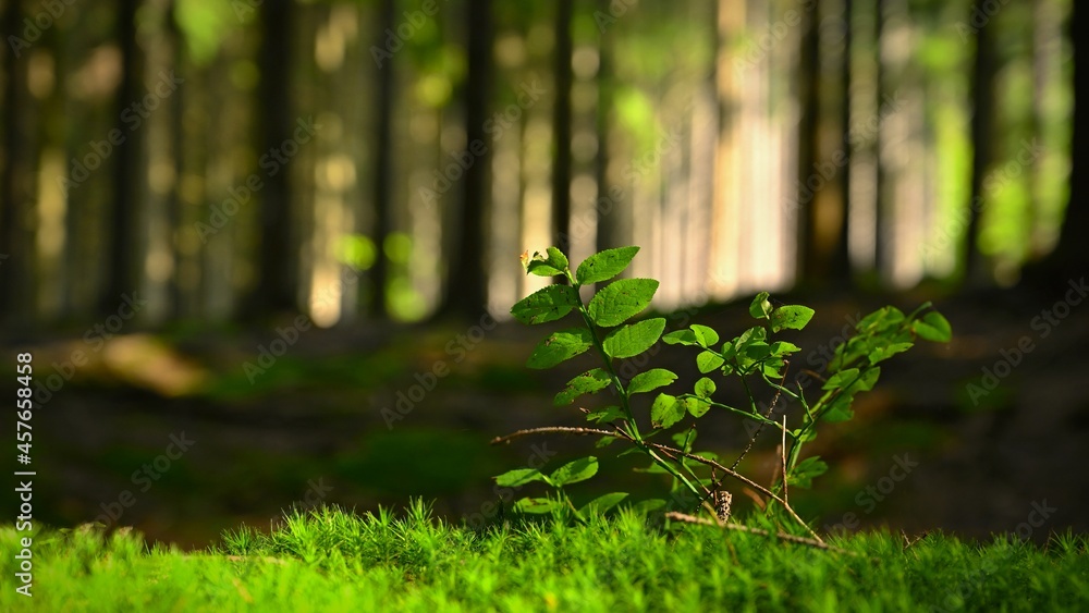 Wallpaper Hd Nature Summer