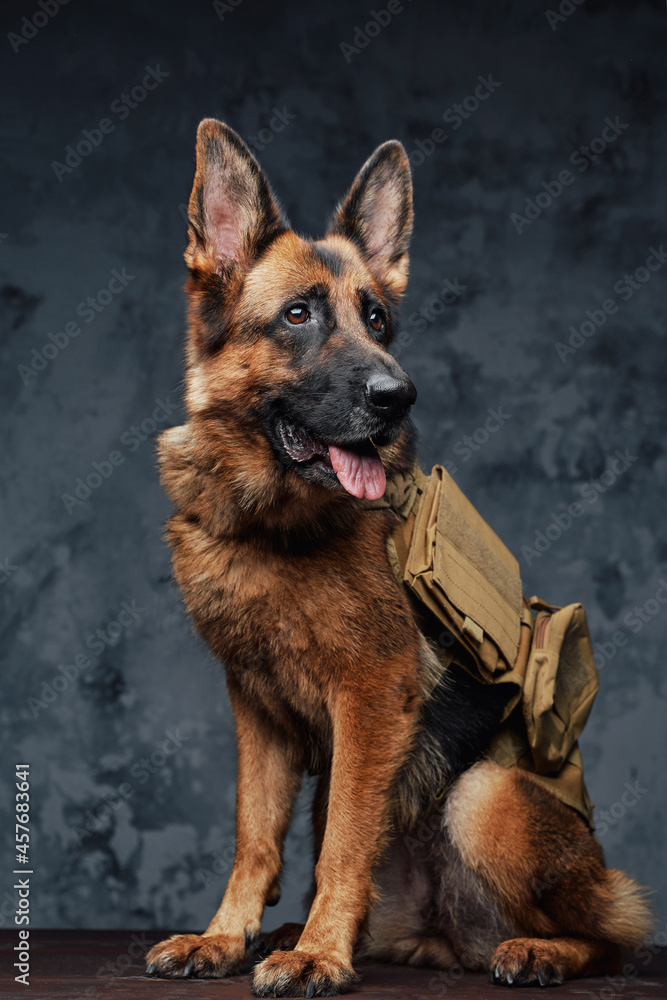 Dog traveler german shepherd breed with backpack Stock Photo | Adobe Stock