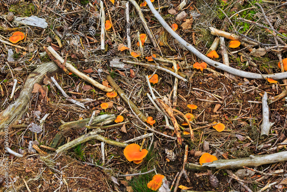 Spruce tree forest floor during Autumn season Stock Photo | Adobe Stock