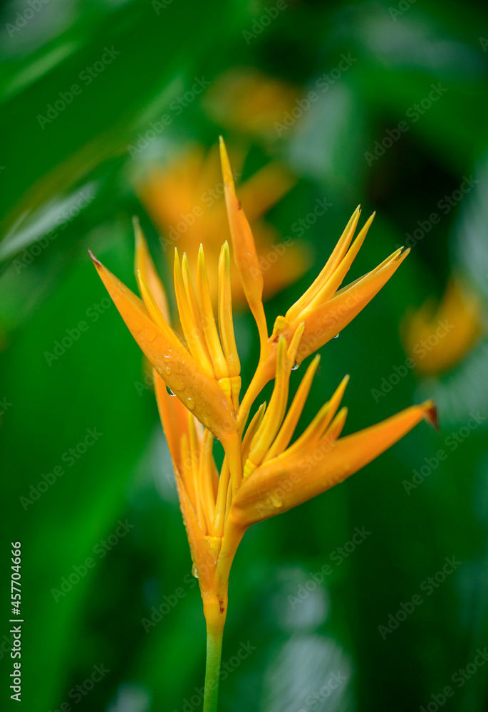 Heliconia psittacorum also known as yellow tropical flower Stock Photo ...