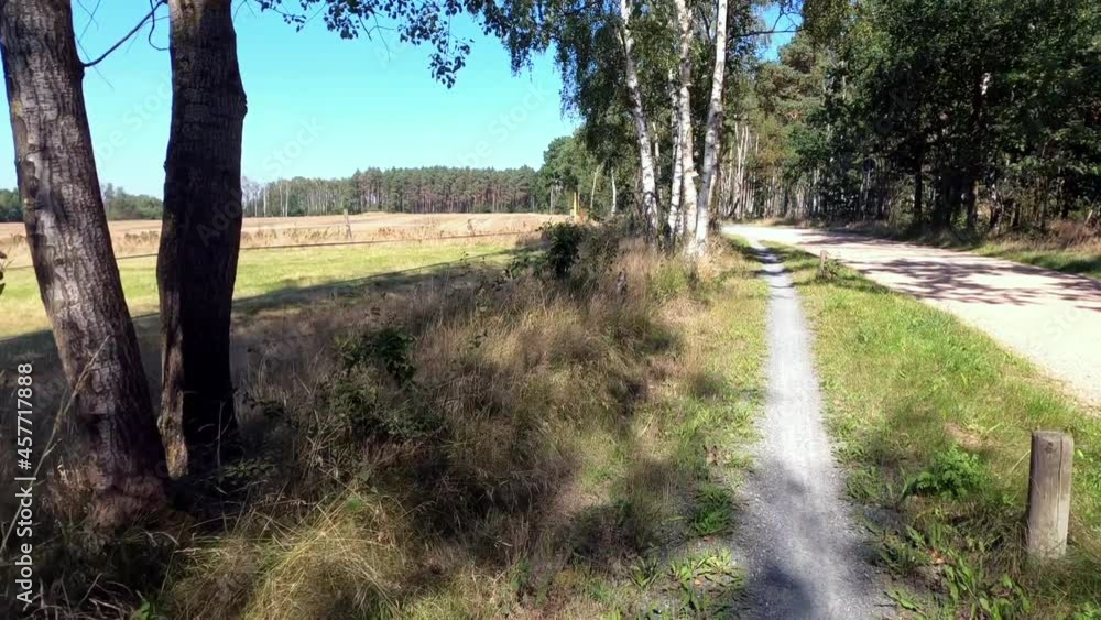 Narrow bike path with gray gravel next to a row of trees with birch ...
