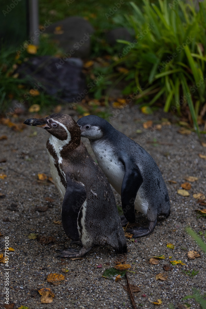 Some really cute penguins are playing together and walking through the ...