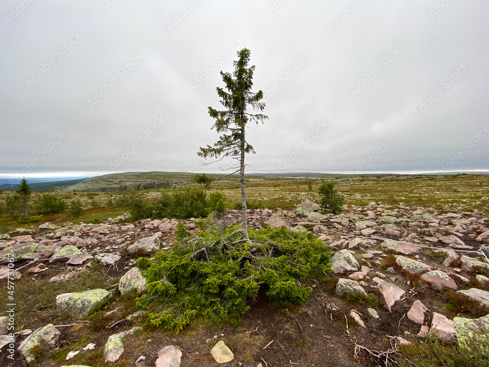 Old Tjikko the oldest tree in the world in the Fulufjället Nationalpark ...