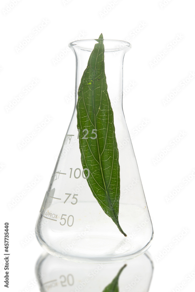 Exotic plant in erlenmeyer flask isolated on white background with ...