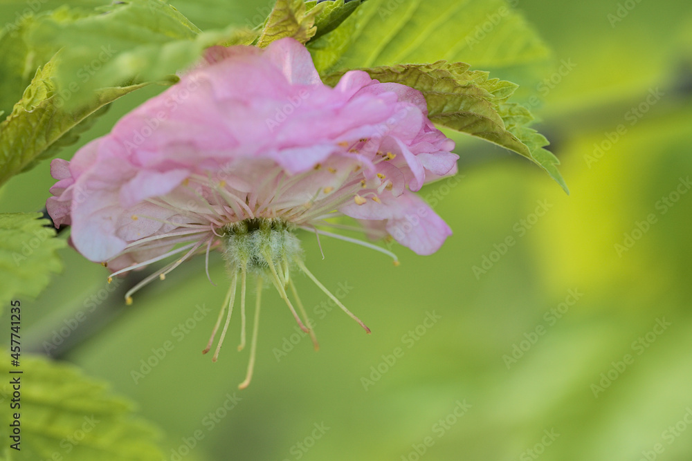 Beautiful macro view of delicate spring pink flowering almond tree ...